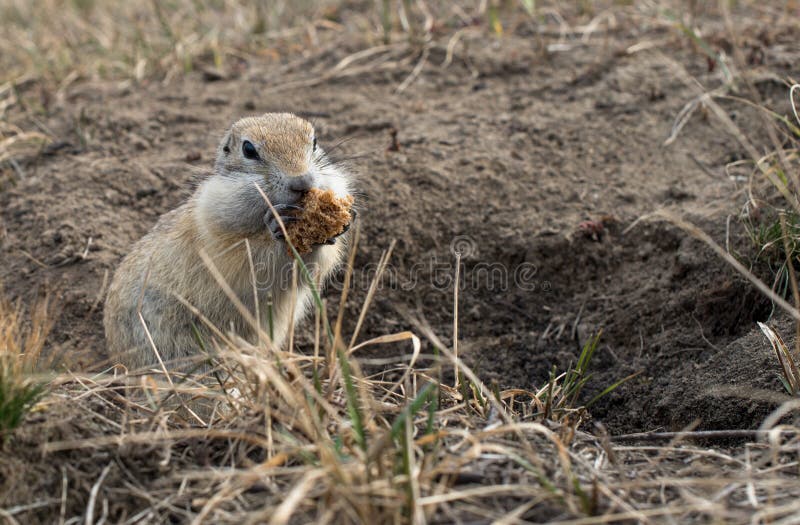 Gopher Woke Up in the Spring Stock Photo - Image of organic, brave ...