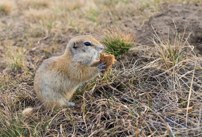 Gopher Woke Up in the Spring Stock Image - Image of fluffy, gophers ...