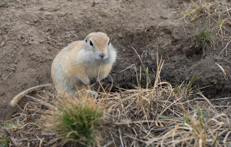 Gopher Woke Up in the Spring Stock Photo - Image of ancient, brave ...