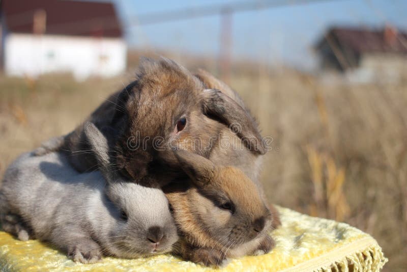Fluffy Animals Rabbits Cubs with Decorative Pygmy Rabbit Stock Photo ...