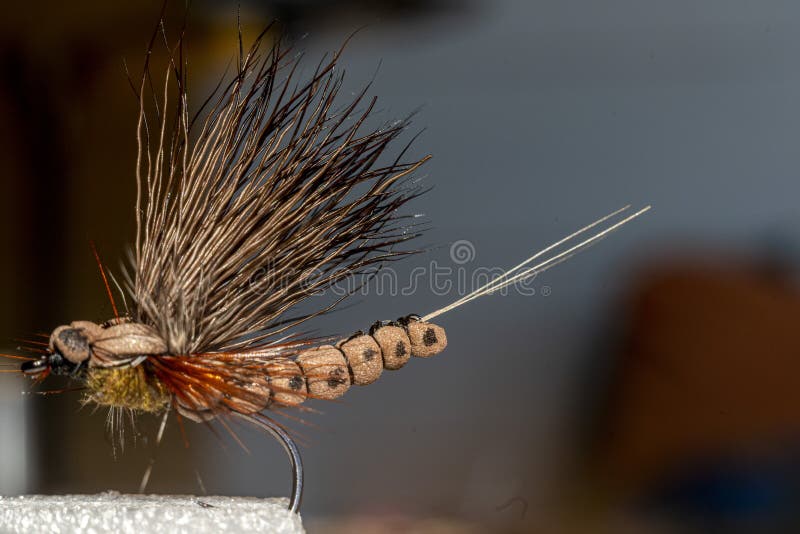 Fluffy Artificial Fly, Mayfly Imitation. Fly Fishing Stock Image ...