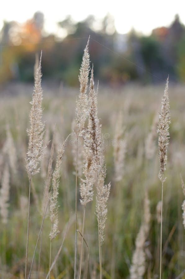 Fluffy Autumn Spikelets of Grass on Sunset Stock Photo - Image of grass ...