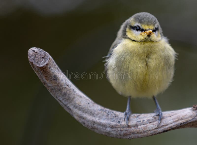 Fluffy Baby Blue Tit Perched on a Stick Stock Photo - Image of garden ...