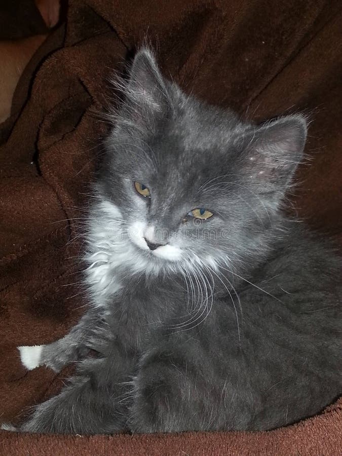 Fluffy baby kitty stock photo. Image of baby, whiskers - 226397576