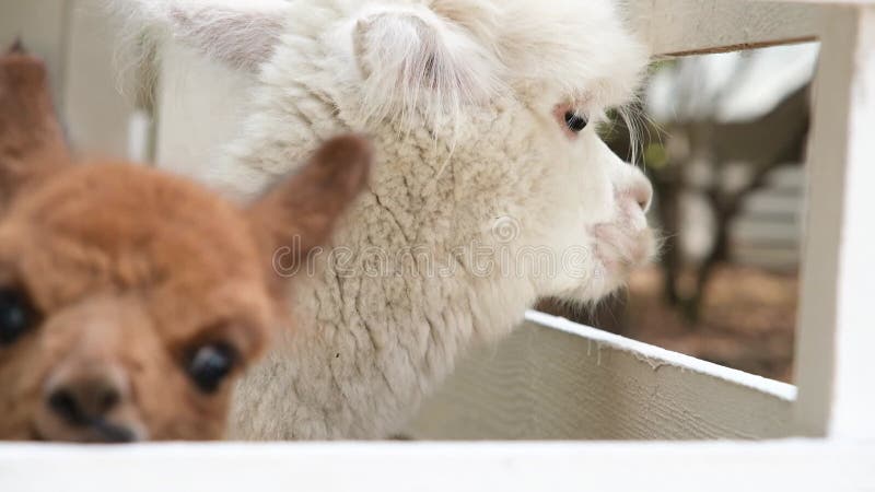 Fluffy Baby and Mother Alpacas in the Farm Stock Video - Video of farm ...