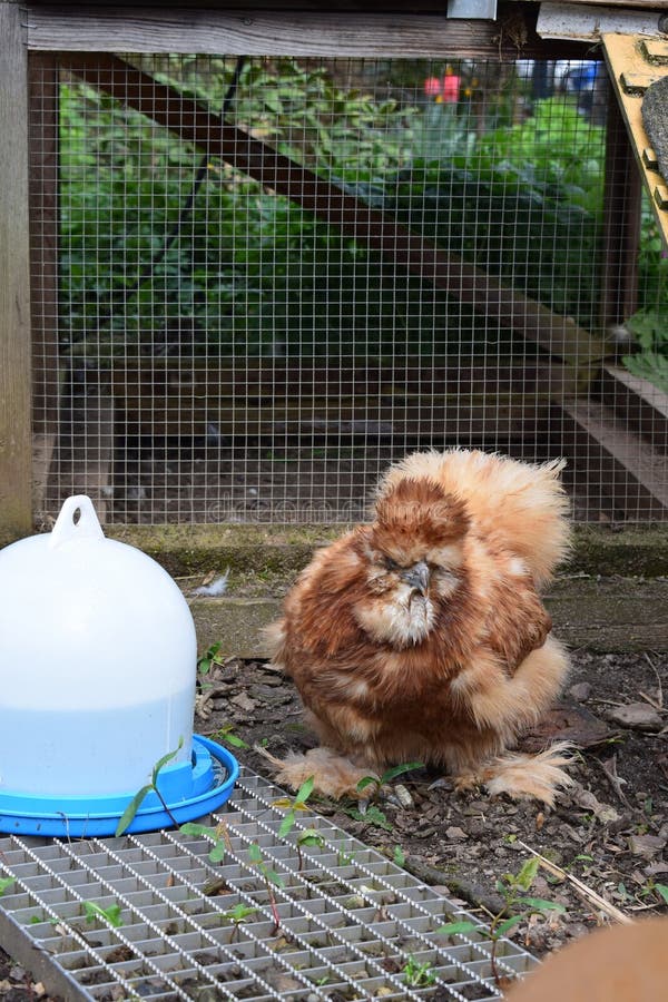 Fluffy bantam chicken stock image. Image of mammal, animal - 313371385