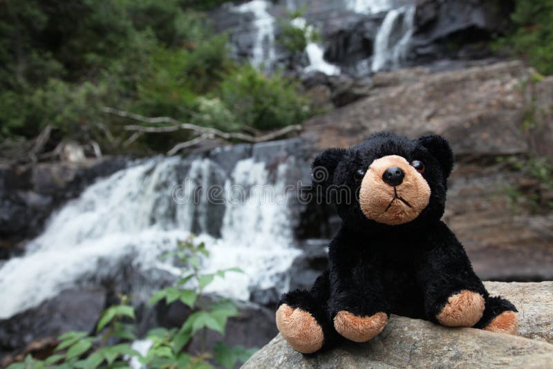 Fluffy bear nature stock image. Image of forest, teddy - 165283603