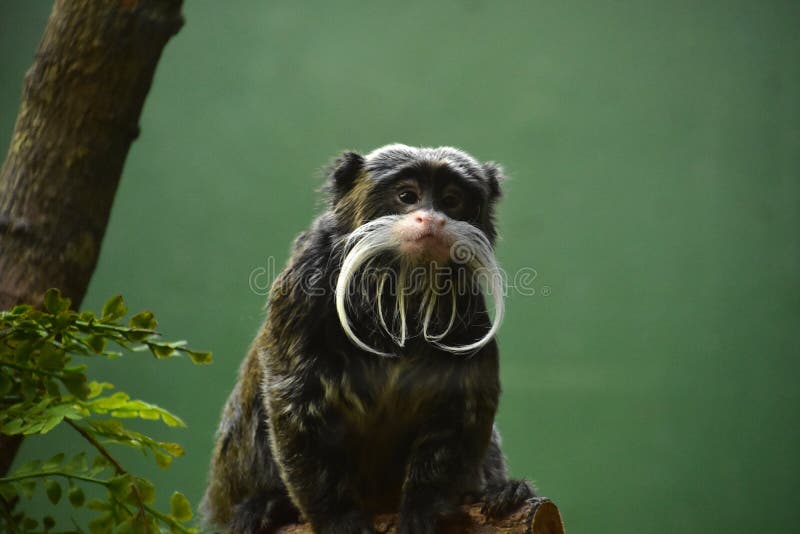 Fluffy Bearded Emperor Tamarin Monkey Looking Around Stock Photo ...