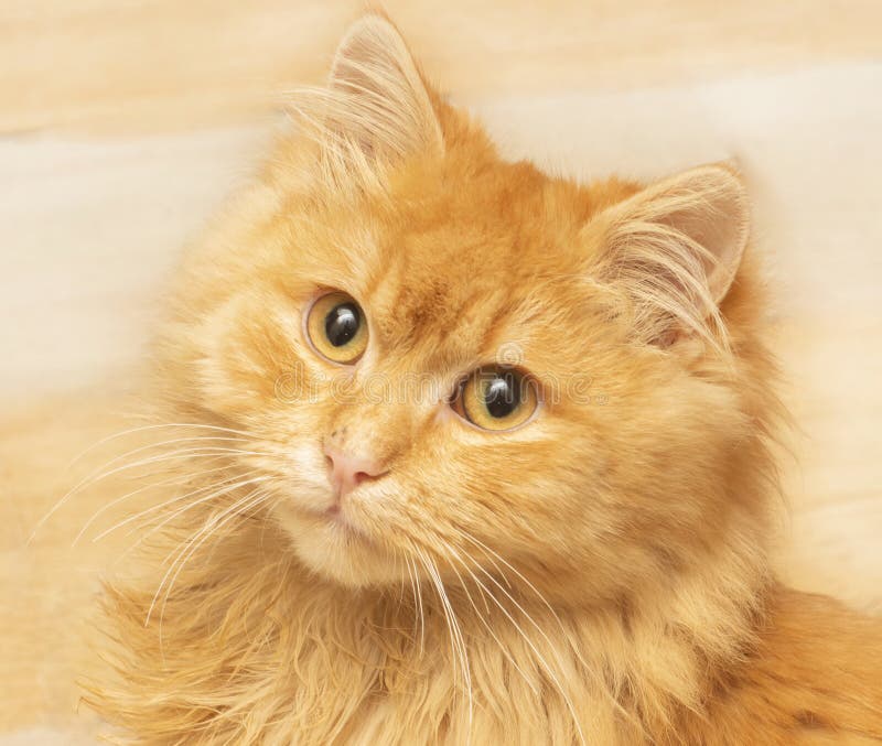 Fluffy Beautiful Golden Ginger Cat Face Looking Stock Image - Image of ...