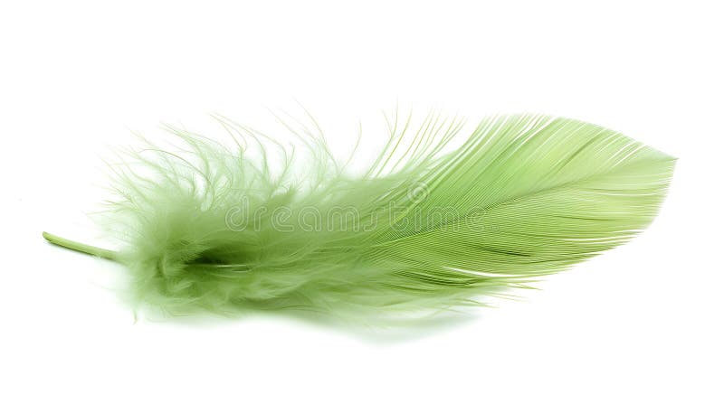 Fluffy Beautiful Green Feather Isolated on White Stock Image - Image of ...