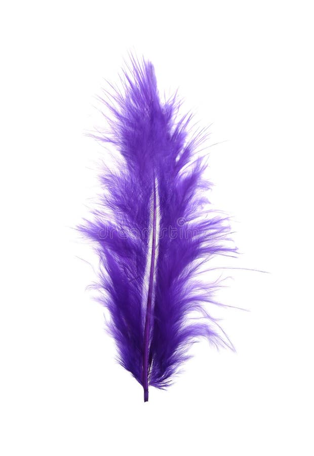 Fluffy Beautiful Purple Feather Isolated on White Stock Photo - Image ...
