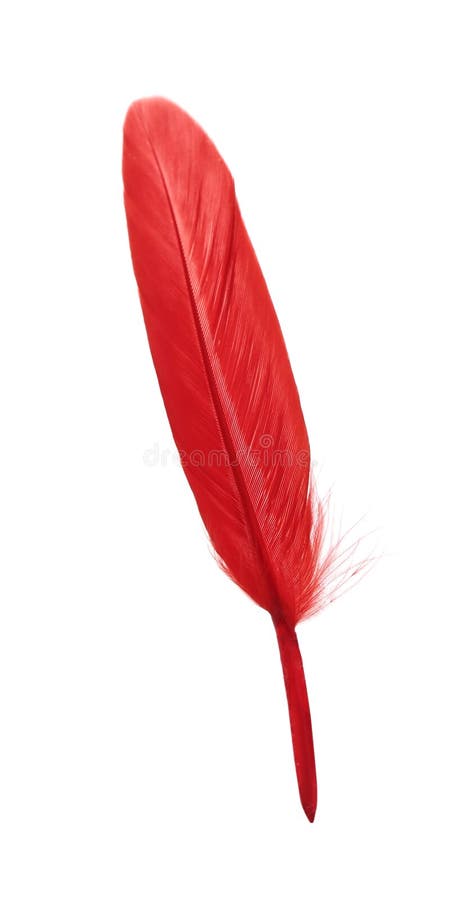 Fluffy Beautiful Red Feather on White Stock Image - Image of detail ...