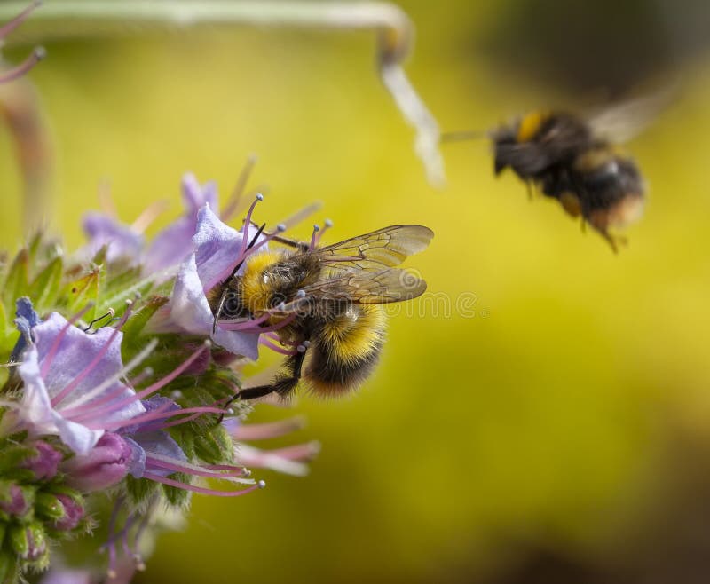 Bees Pollinating an Echium Pininana Stock Photo - Image of giant ...