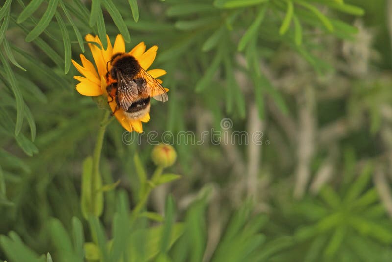Fluffy bee on a flower stock image. Image of bumblebee - 124360477