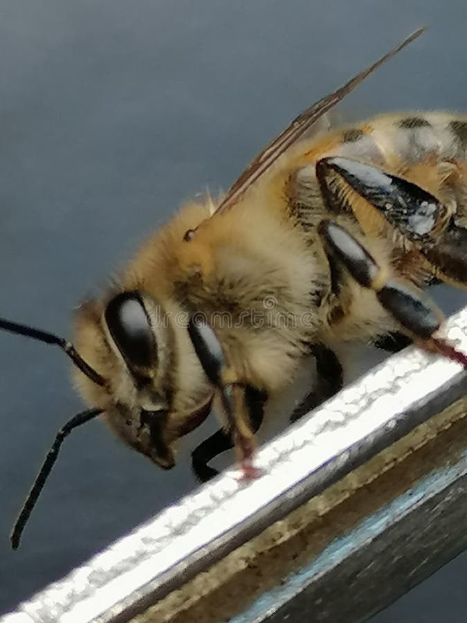 A Fluffy Bee Sits on a Gray Background Stock Image - Image of pest ...