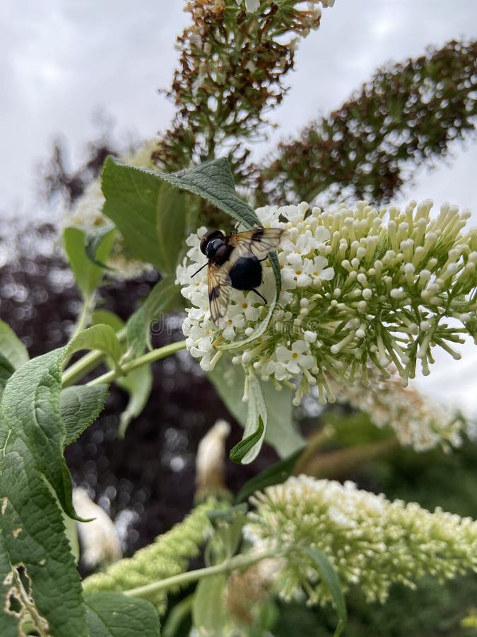 A Fluffy Bee Sitting on a Blossomed Plant Stock Photo - Image of wings ...
