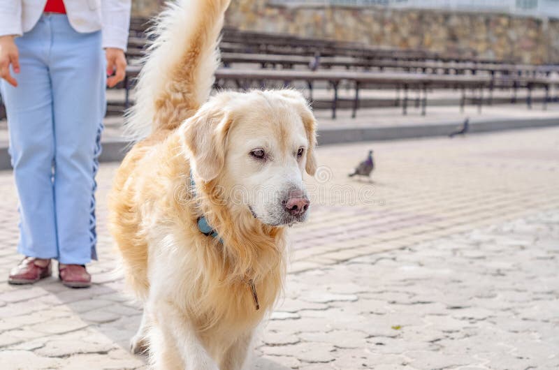 Fluffy Beige Labrador Dog Walks in the Park. Caring for Pets, Walking ...