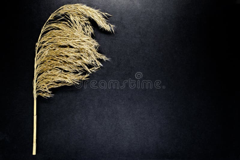 Fluffy Beige Reed Bent Top on Black Background Surface with Free Space ...