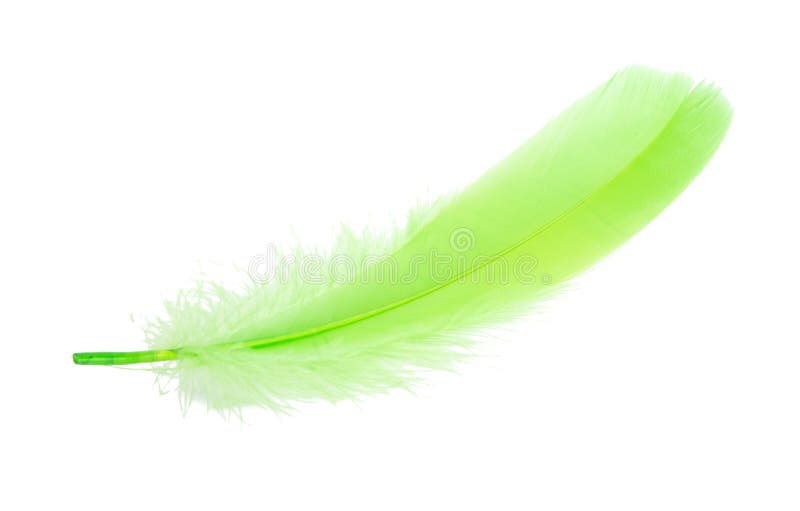 Fluffy Bird Feather Green Color in Studio Isolated on the White Stock ...