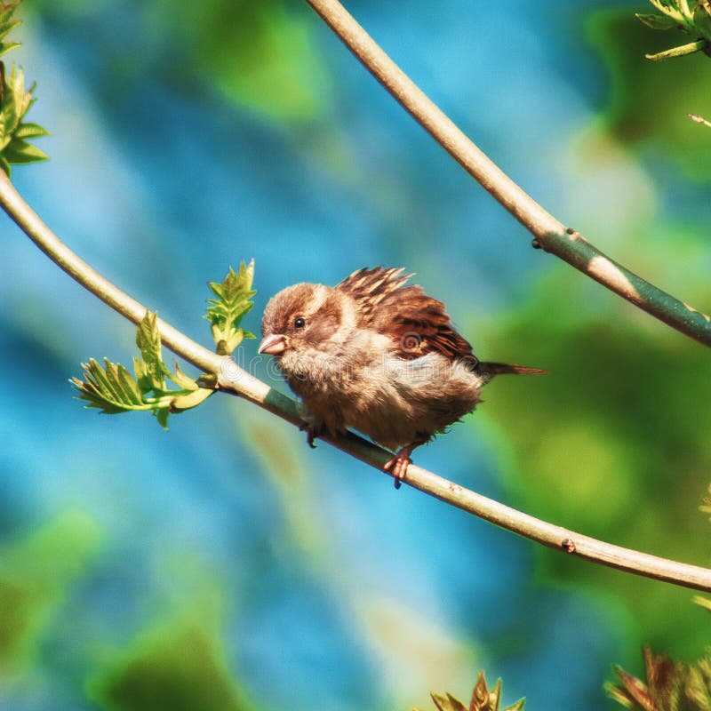 Fluffy bird posing stock image. Image of branch, insect - 203788553