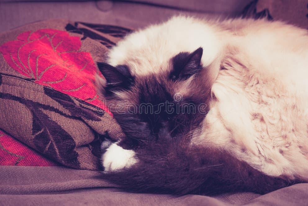 Fluffy Birman Cat Sleeping on Sofa Stock Photo - Image of sleep, head ...