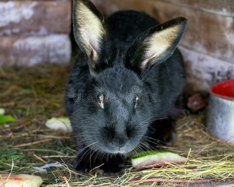 Fluffy Black Domestic Rabbit with Big Ears in Hutch Stock Photo - Image ...