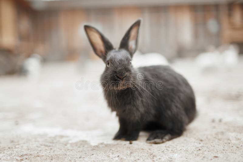 Fluffy black rabbit stock photo. Image of floppy, tame - 61761786