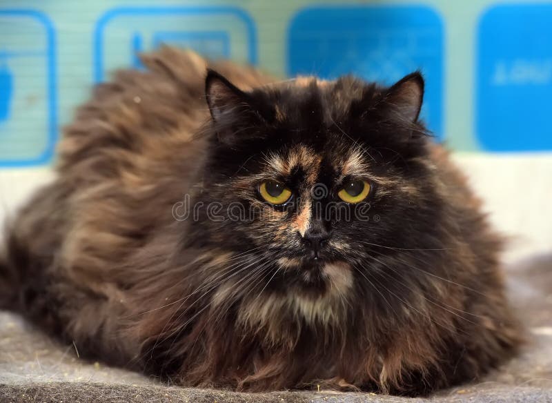 Black with a red cat stock image. Image of fluffy, animal - 169433471