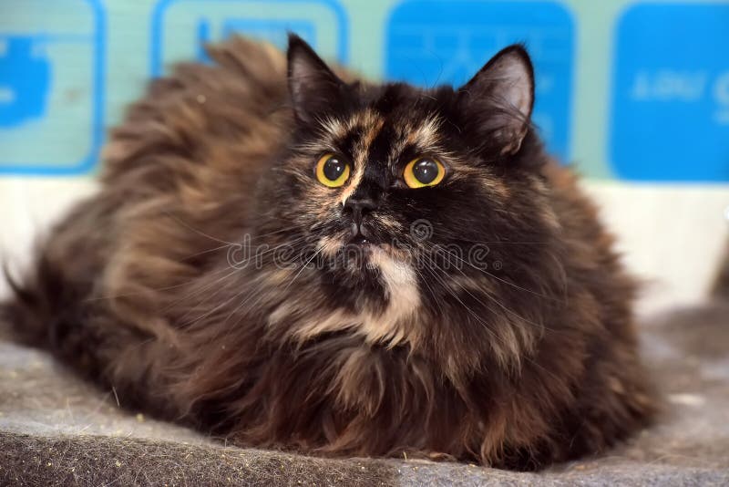 Black with a red cat stock image. Image of floor, lying - 169433683