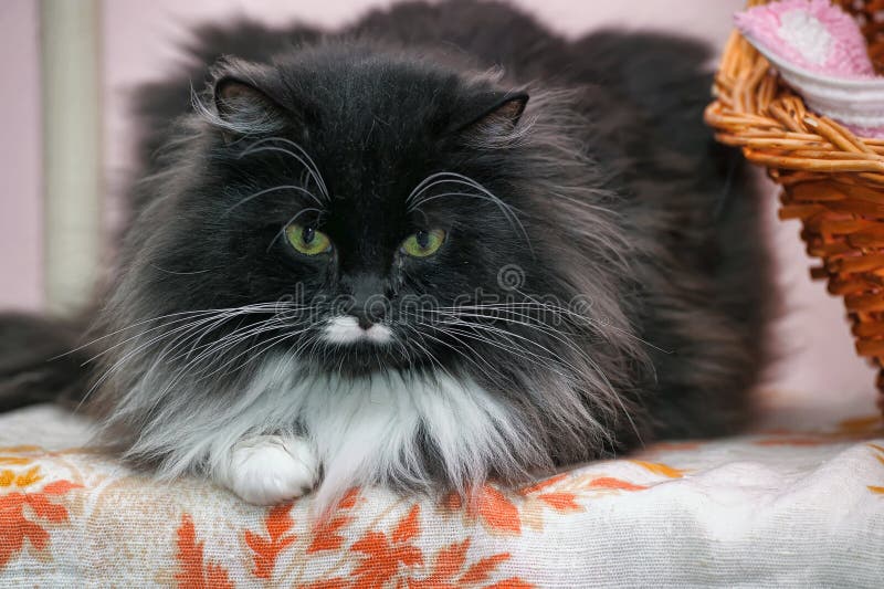 Fluffy Black with White Cat Stock Photo - Image of bedroom, front ...