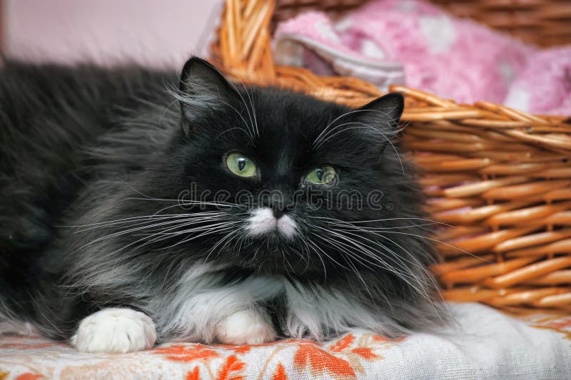 Big Breast Mature Deviant Art Stock Photos - Free & Royalty-Free Stock ...