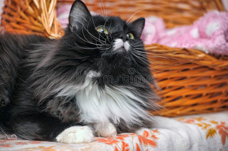 Big Breast Mature Deviant Art Stock Photos - Free & Royalty-Free Stock ...