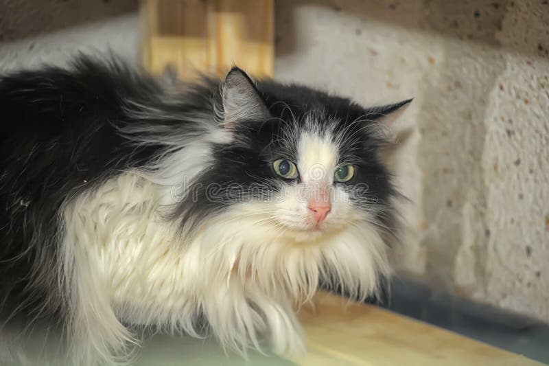Fluffy black and white cat stock image. Image of funny - 177937299