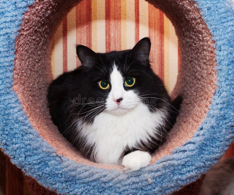 Fluffy Black and White Cat Lying Stock Image - Image of adorable ...