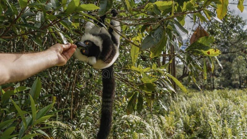 Fluffy Black and White Lemur Vari Sits Upside Down on a Tree. Stock ...
