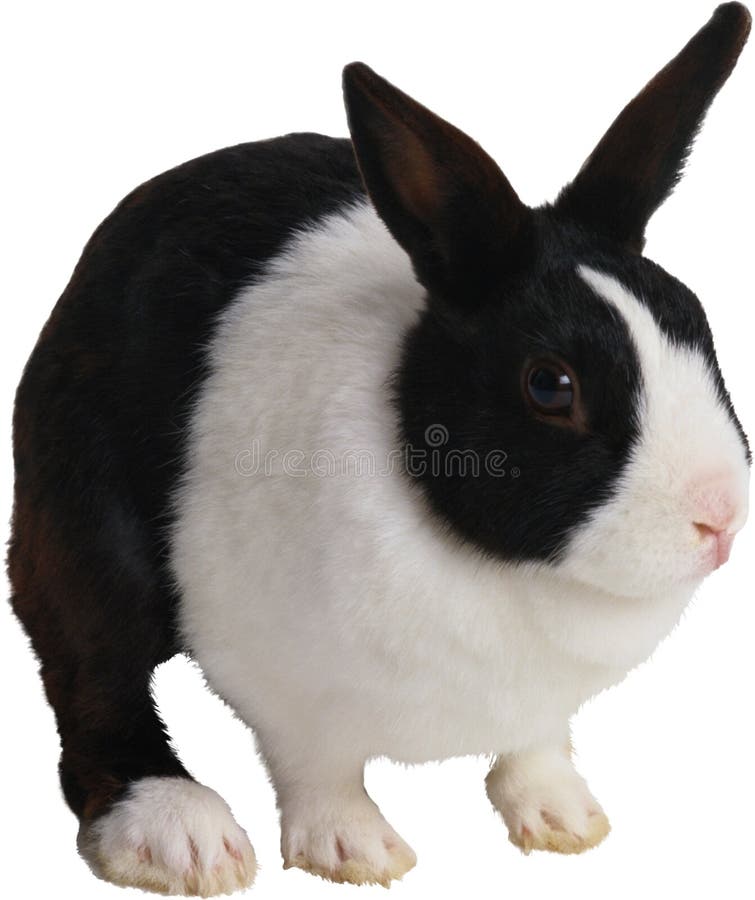 199 Isolated Laying Rabbit Stock Photos - Free & Royalty-Free Stock ...