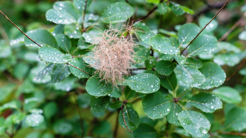 Fluffy Blooms of Cotinus Coggygria after Rain. Stock Photo - Image of ...