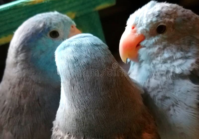 Fluffy blue birds close-up stock photo. Image of parrotlets - 109546914
