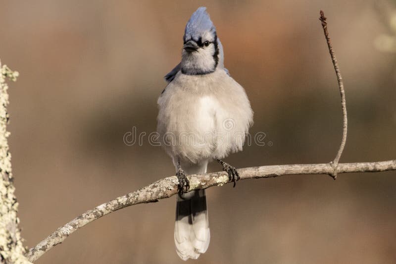 Fluffy bluejay stock image. Image of white, birds, fluffy - 106602945
