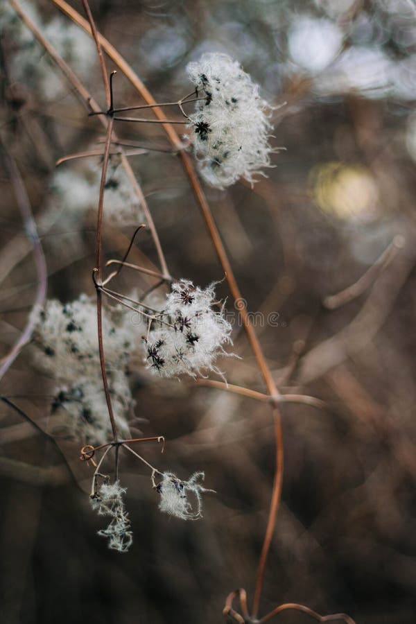 Fluffy branches stock image. Image of green, park, celing - 252469557