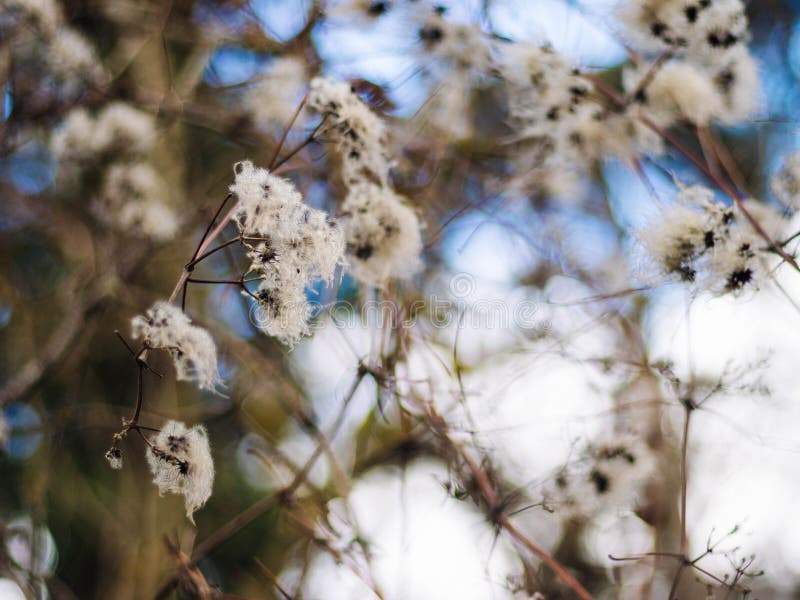 Fluffy branches stock image. Image of bush, branches - 252469559