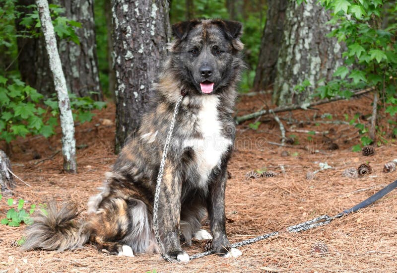 Fluffy Brindle Australian Shepherd and Cattledog Mix Breed Dog Outside ... Fluffy Brindle Australian Shepherd and Cattledog Mix Breed Dog Outside ...