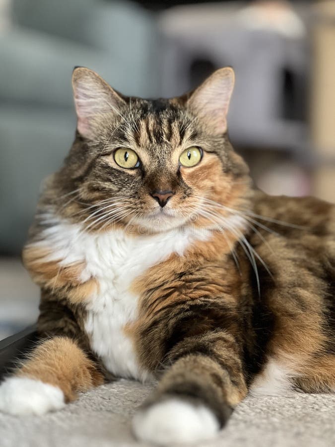Fluffy Brown Calico stock image. Image of calico, brown - 284916029