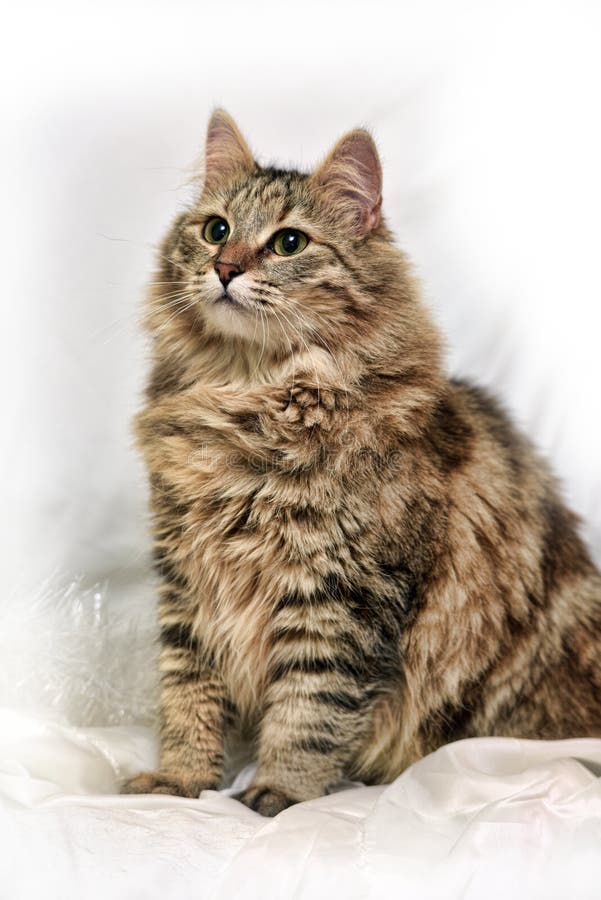 Fluffy Brown with Stripes Cat with Big Expressive Eyes Stock Photo ...