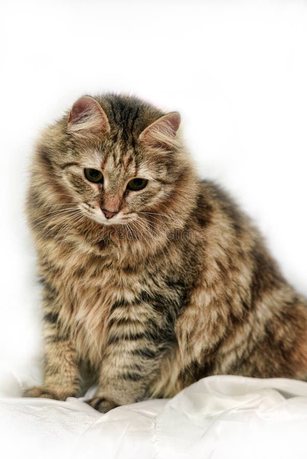 Fluffy Brown with Stripes Cat with Big Expressive Eyes Stock Photo ...