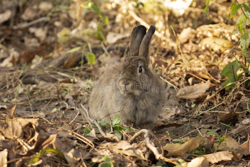 Fluffy brown rabbit stock image. Image of wildlife, nature - 248969211