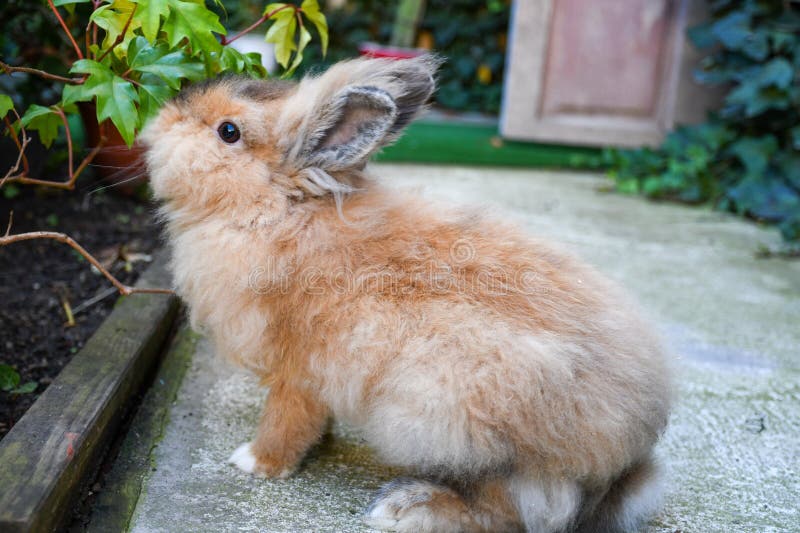 Fluffy Brown Rabbit in the Indoor Garden of the House Stock Photo ...