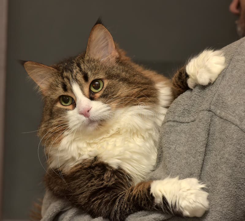 Fluffy brown siberian cat stock photo. Image of hypoallergenic - 177003902