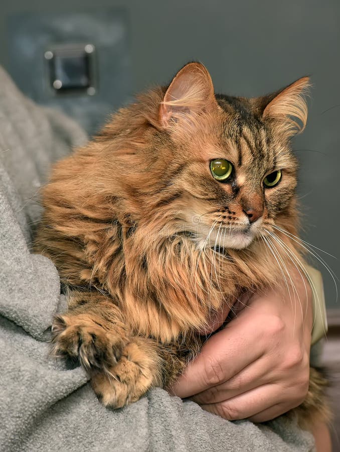 Fluffy brown siberian cat stock photo. Image of beautiful - 177003998