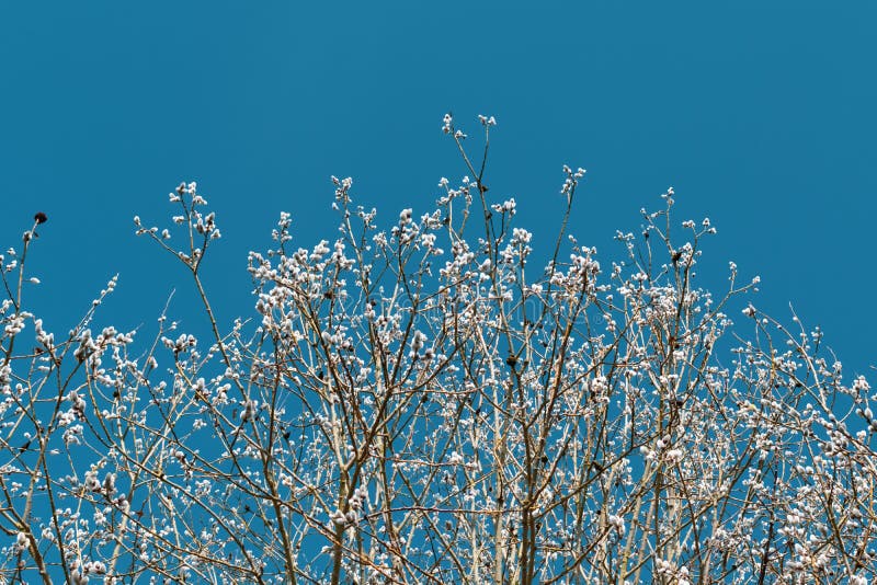 Fluffy Tree Trunk, Close-up. Espostoopsis Dybowskii. Cactus Stock Image ...